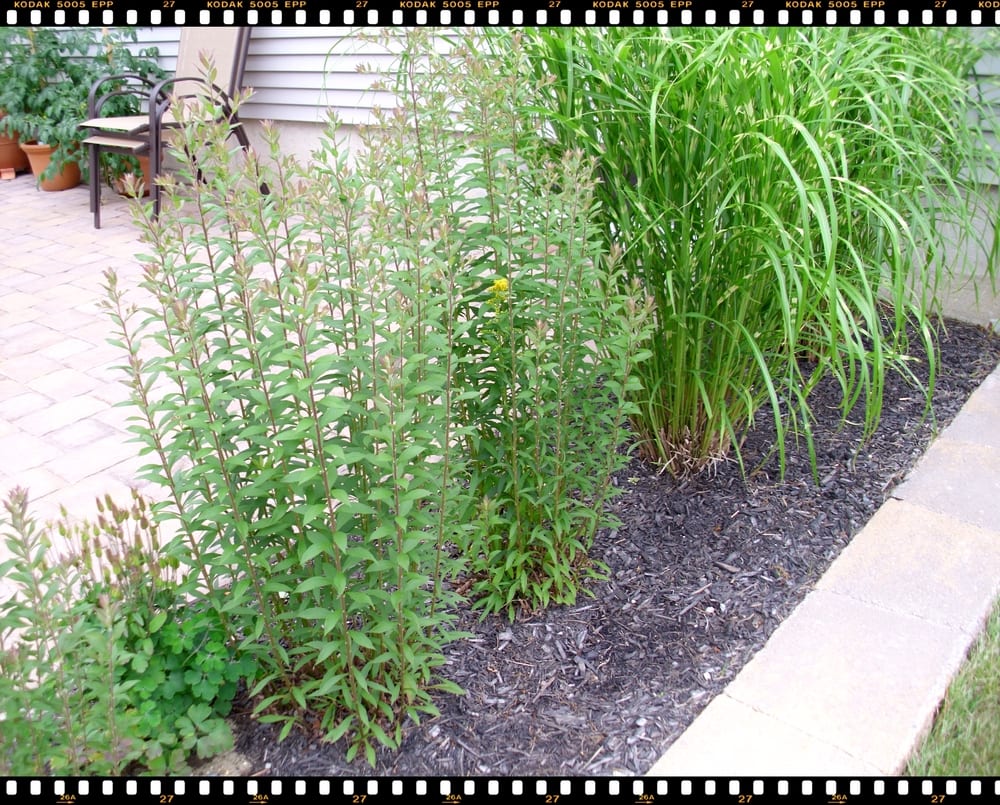 Fireworks Goldenrod: Light up your late-Summer, early-Fall garden ...
