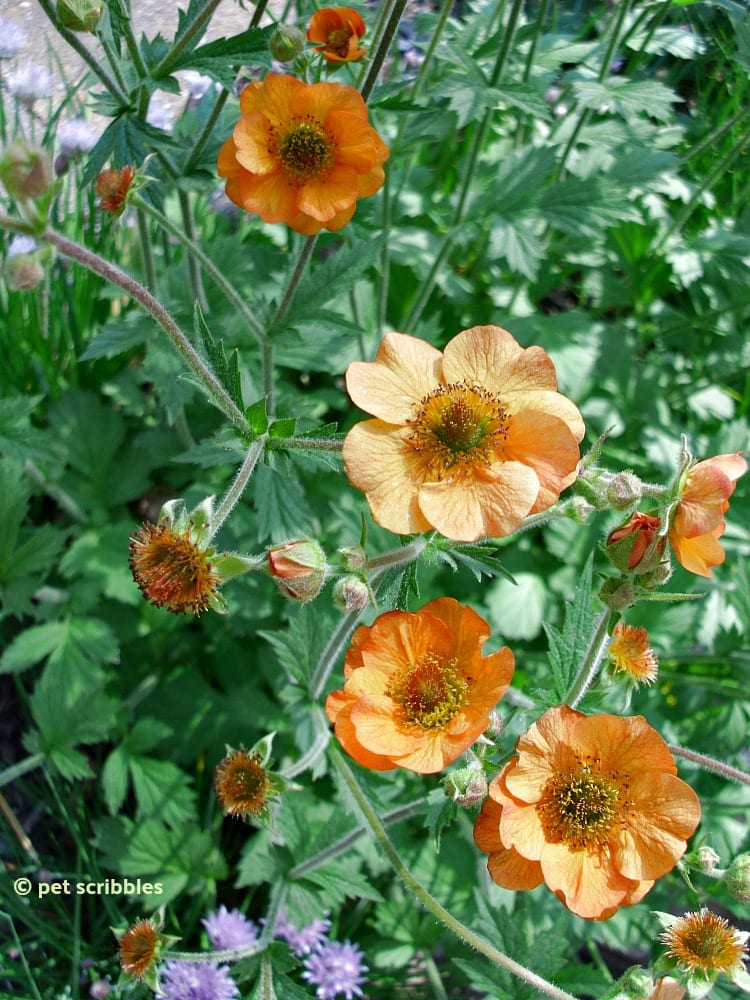 Geum Perennial Flowers For Your Garden - Garden Sanity by Pet Scribbles