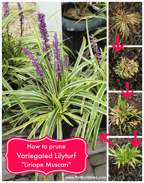 How to prune Variegated Lilyturf (Liriope Muscari) - Garden Sanity by ...
