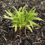 How to prune Variegated Lilyturf (Liriope Muscari) - Garden Sanity by ...