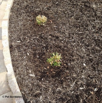 How to prune Variegated Lilyturf (Liriope Muscari) - Garden Sanity by ...
