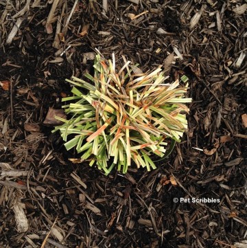 How to prune Variegated Lilyturf (Liriope Muscari) - Garden Sanity by ...