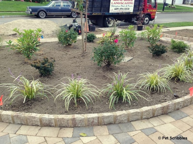 How to prune Variegated Lilyturf (Liriope Muscari) - Garden Sanity by ...