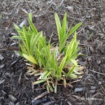 How to prune Variegated Lilyturf (Liriope Muscari) - Garden Sanity by ...