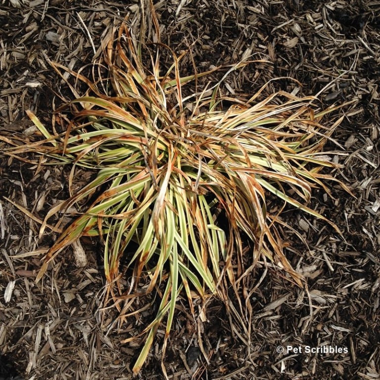 How to prune Variegated Lilyturf (Liriope Muscari) - Garden Sanity by ...