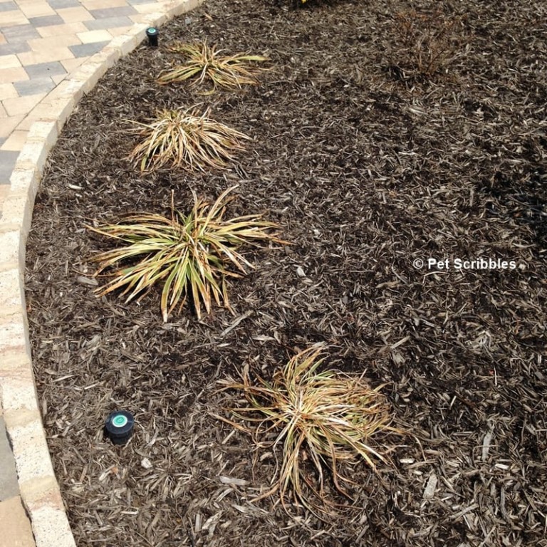 How to prune Variegated Lilyturf (Liriope Muscari) - Garden Sanity by ...