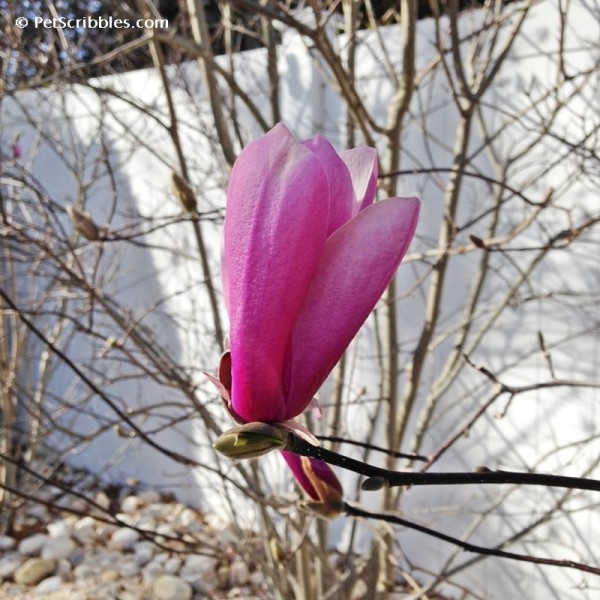 Magnolia Jane: you absolutely need this stunning flowering tree ...