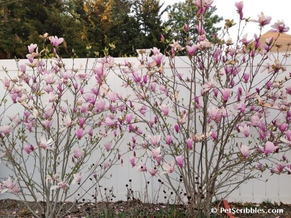 Magnolia Jane: you absolutely need this stunning flowering tree ...