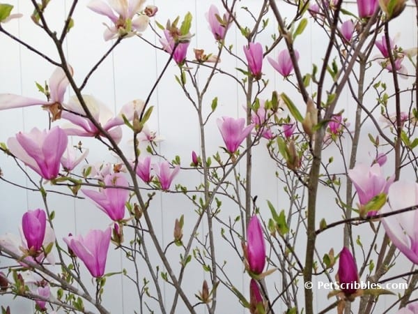 Jane Magnolia Tree in Fall: does it have any color? - Garden Sanity by ...