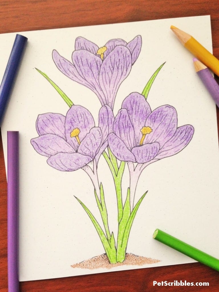 Vintage Crocus Coloring Page for Free! - Garden Sanity by Pet Scribbles