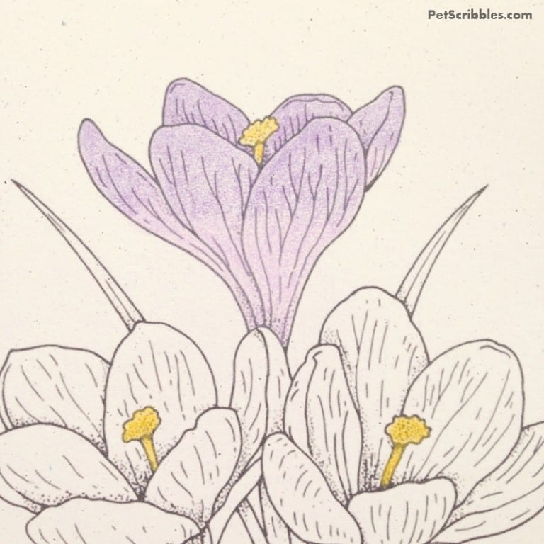 Vintage Crocus Coloring Page for Free! - Garden Sanity by Pet Scribbles