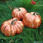How to Make Copper Pumpkins with Metallic Paint - Garden Sanity by Pet ...