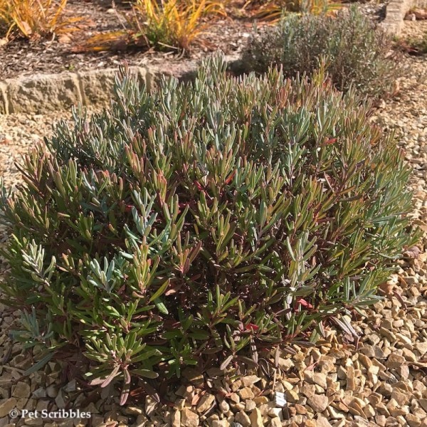 Bog Rosemary Facts You Need to Know (Andromeda Polifolia) - Garden ...