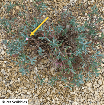 Bog Rosemary Facts You Need to Know (Andromeda Polifolia) - Garden ...