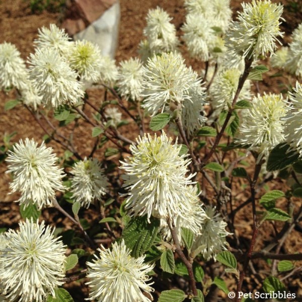 Fothergilla: a unique, easy-care flowering shrub! - Garden Sanity by ...
