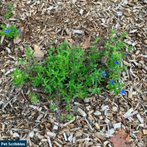 Is Your Lithodora Brown After Winter? There Is Hope! - Garden Sanity by ...