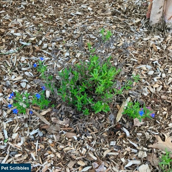 Is Your Lithodora Brown After Winter? There Is Hope! - Garden Sanity by ...