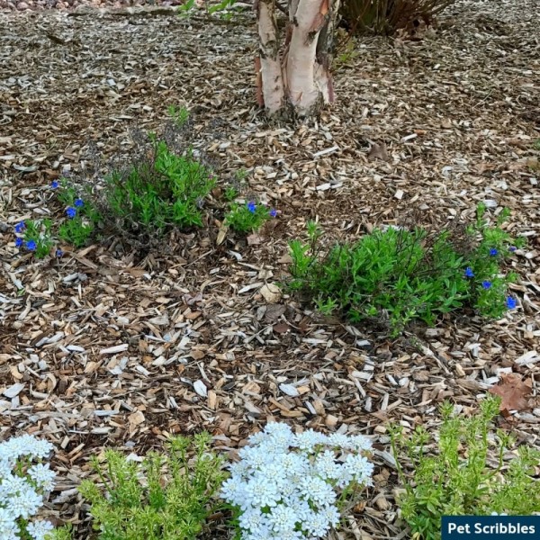 Is Your Lithodora Brown After Winter? There Is Hope! - Garden Sanity by ...