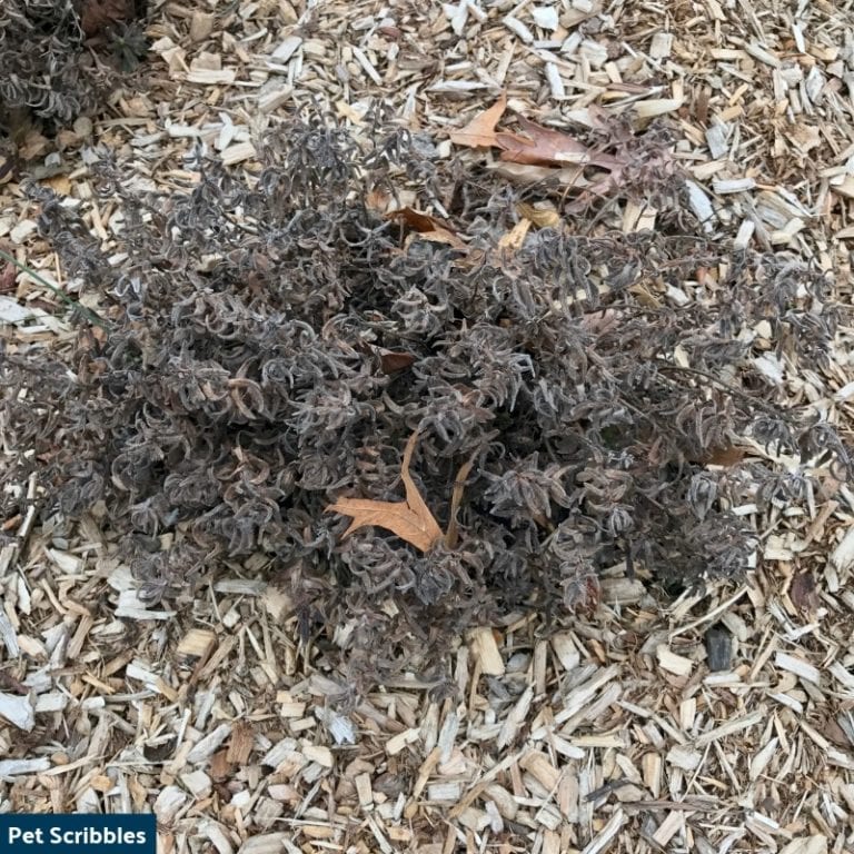 Is Your Lithodora Brown After Winter? There Is Hope! - Garden Sanity by ...