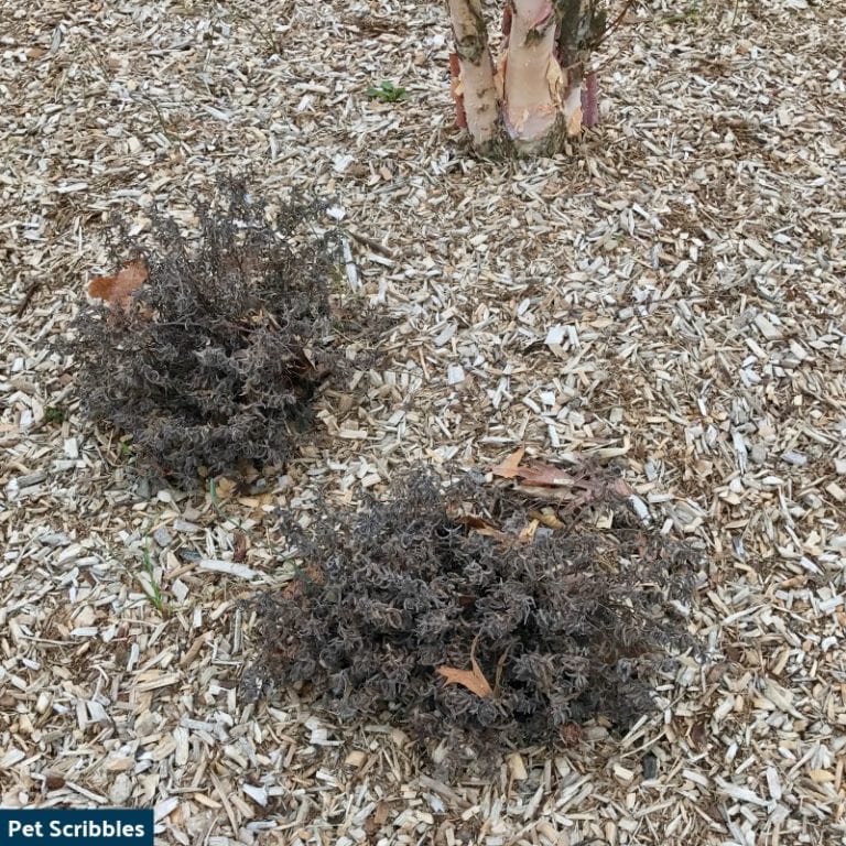 Is Your Lithodora Brown After Winter? There Is Hope! - Garden Sanity by ...