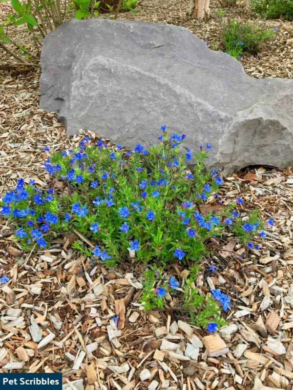 Is Your Lithodora Brown After Winter? There Is Hope! - Garden Sanity by ...