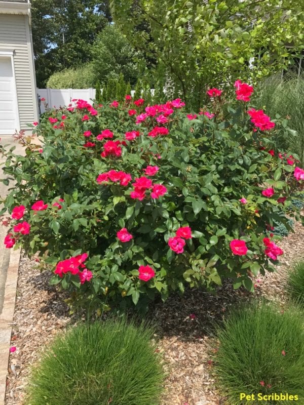 Should You Deadhead Knockout Roses? - Garden Sanity by Pet Scribbles