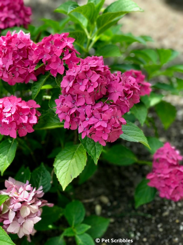 Pia Hydrangea: a pink dwarf hydrangea you'll love! - Pet Scribbles