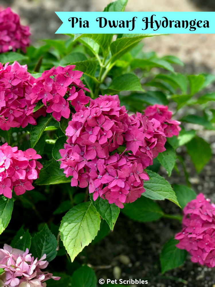 Pia Hydrangea: a pink dwarf hydrangea you'll love! - Pet Scribbles
