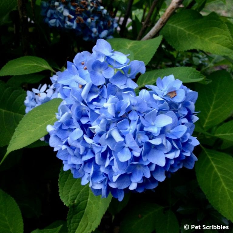 Pia Hydrangea: a pink dwarf hydrangea you'll love! - Garden Sanity by ...