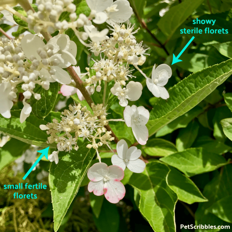 Pinky Winky Hydrangea Care — Your Ultimate Guide - Garden Sanity by Pet ...