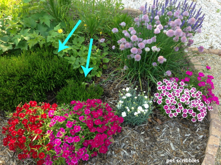 Kramer’s Red Winter Heath - Garden Sanity by Pet Scribbles