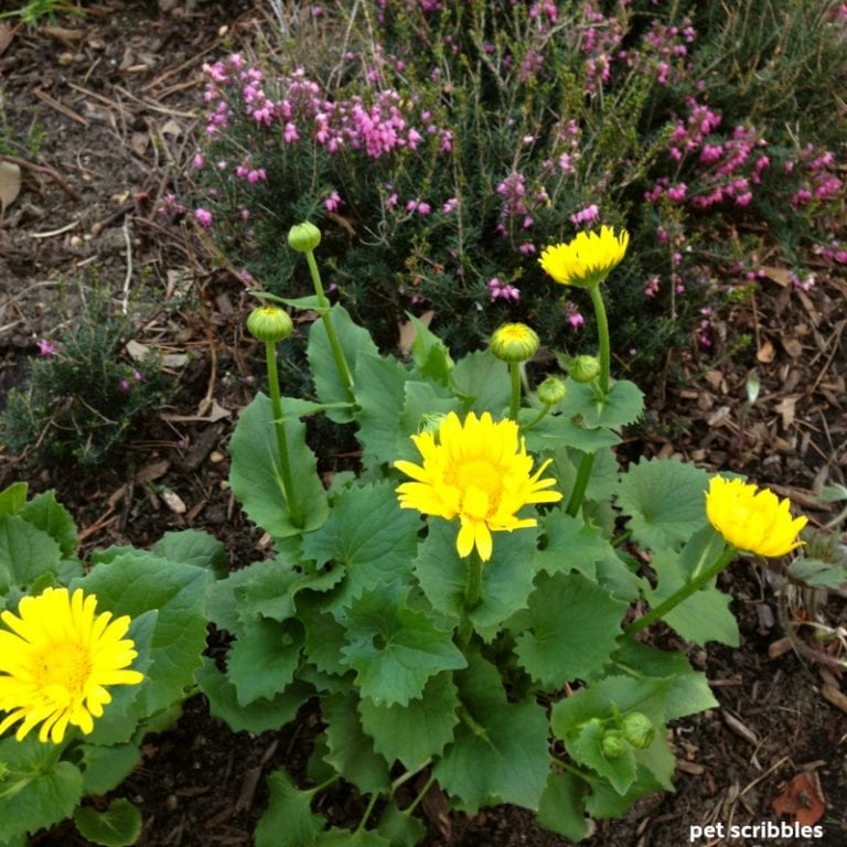 Kramer’s Red Winter Heath - Garden Sanity by Pet Scribbles