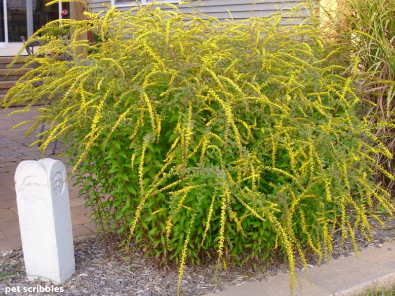 Fireworks Goldenrod lights up late Summer and Fall gardens! - Garden ...