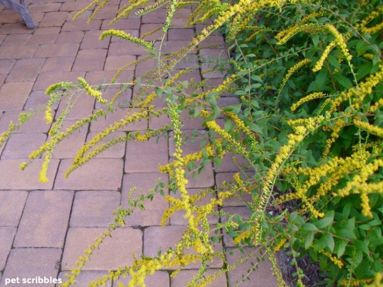 Fireworks Goldenrod lights up late Summer and Fall gardens! - Garden ...