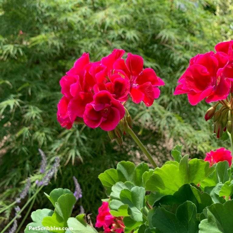 Geranium Care — How to Grow Annual Geraniums - Garden Sanity by Pet ...