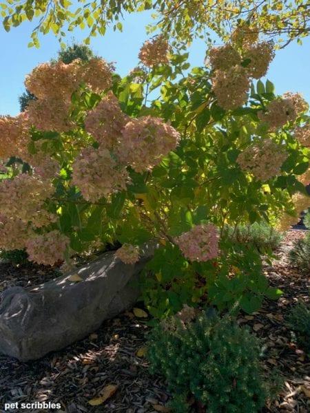 Limelight Hydrangea Tree Fall Color - Garden Sanity by Pet Scribbles