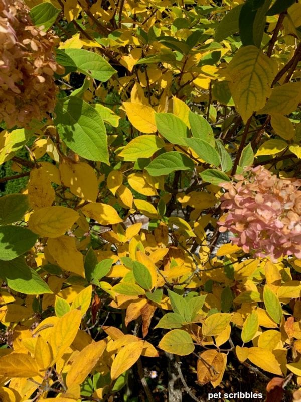 Limelight Hydrangea Tree Fall Color - Garden Sanity by Pet Scribbles