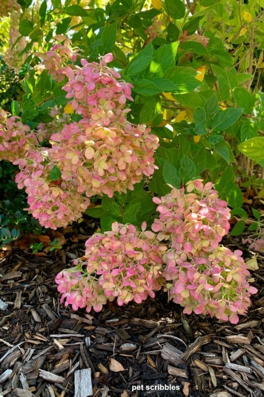 Limelight Hydrangea Tree Fall Color - Garden Sanity by Pet Scribbles