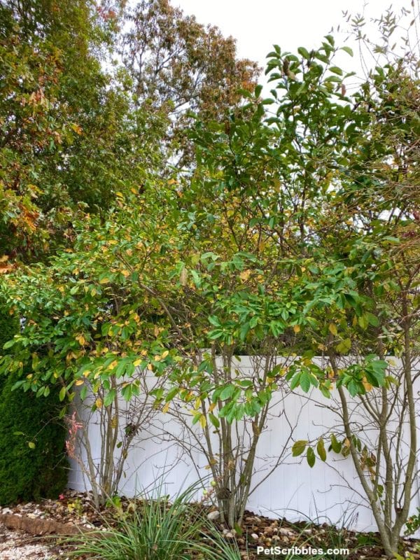 Jane Magnolia Tree in Fall: does it have any color? - Garden Sanity by ...