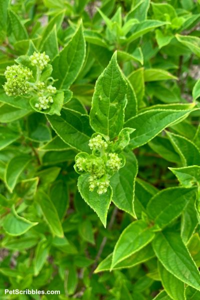 Little Lime Hydrangea — Your Ultimate Guide - Garden Sanity by Pet ...