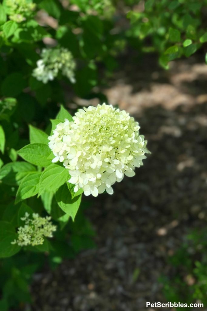 Little Lime Hydrangea — Your Ultimate Guide - Garden Sanity by Pet ...