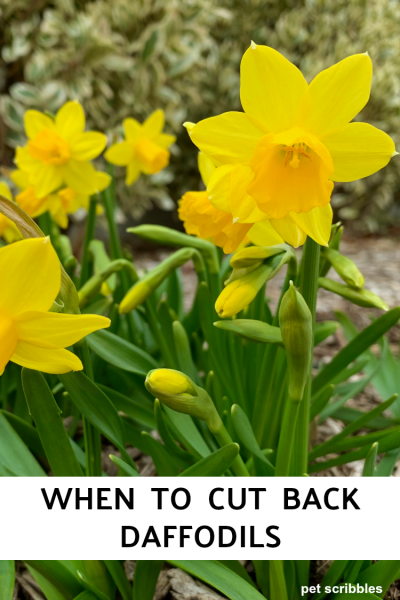 When To Cut Back Daffodils - Garden Sanity by Pet Scribbles