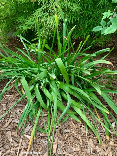 When To Cut Back Daffodils - Garden Sanity by Pet Scribbles