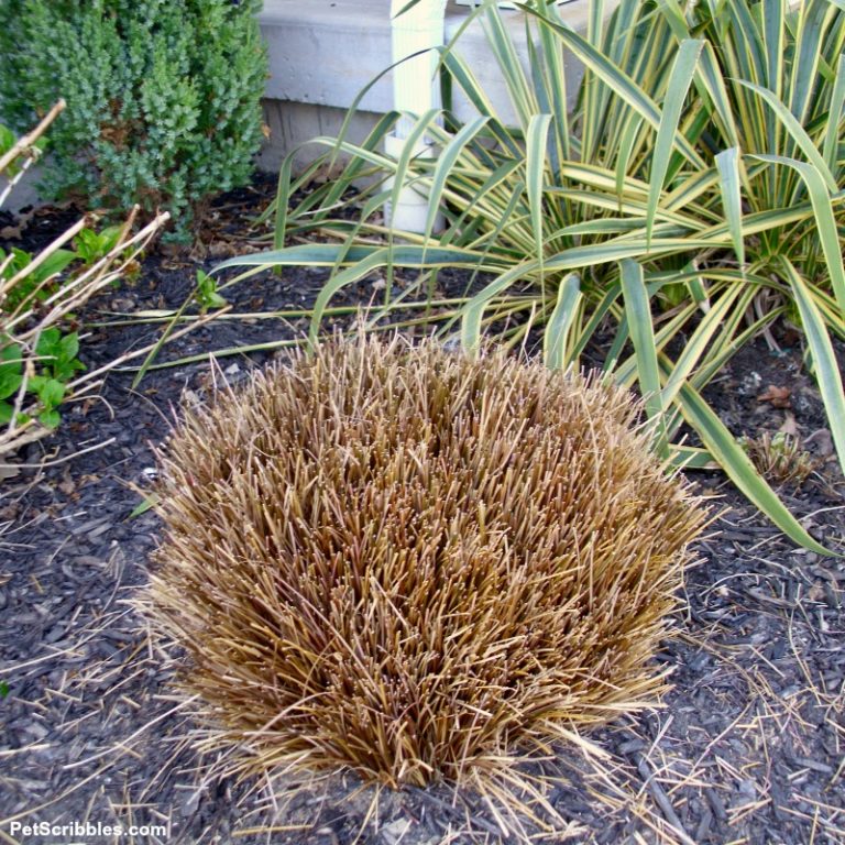 Pruning Ornamental Grasses: short, medium, tall - Garden Sanity by Pet ...