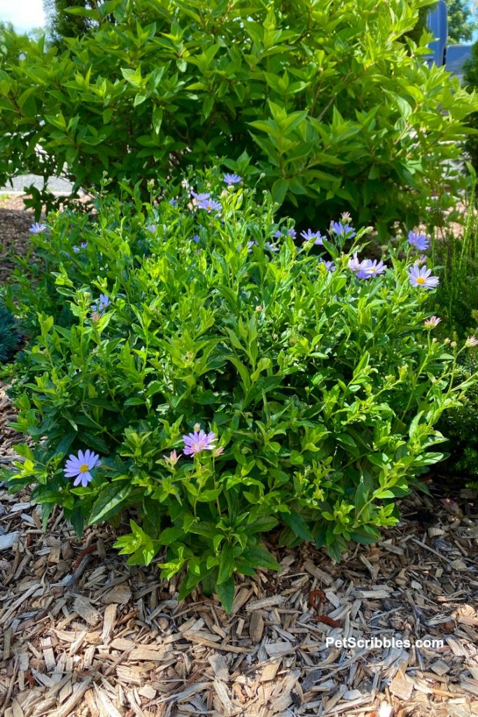 Blue Star Kalimeris or False Aster loves heat and humidity! - Garden ...