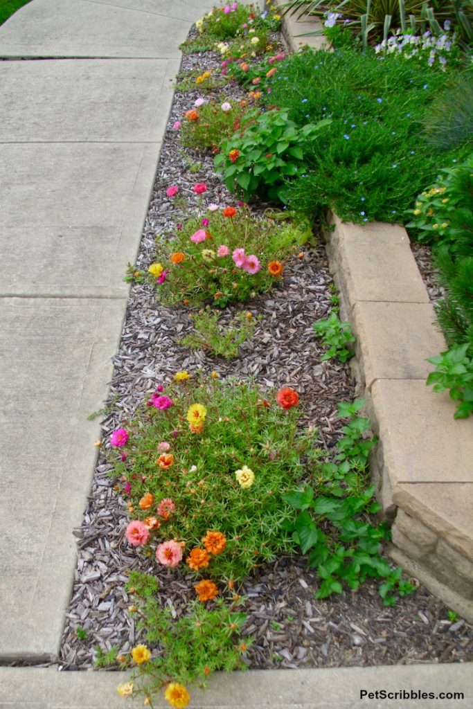 Portulaca: This plant thrives on neglect! - Garden Sanity by Pet Scribbles