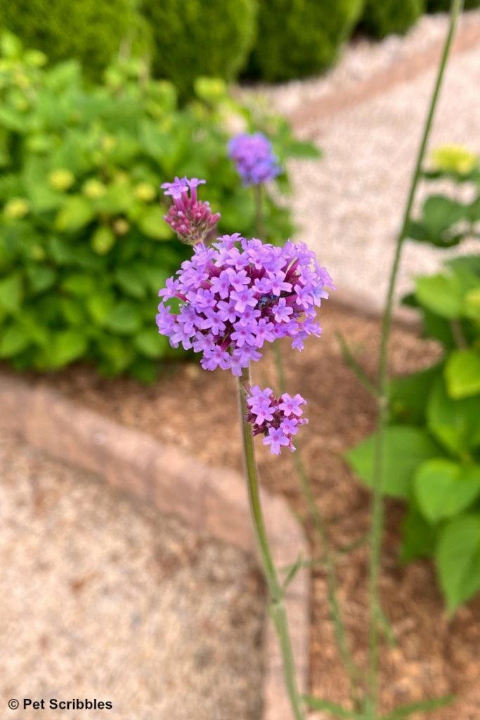 Verbena bonariensis: garden must-have or invasive weed? - Garden Sanity ...