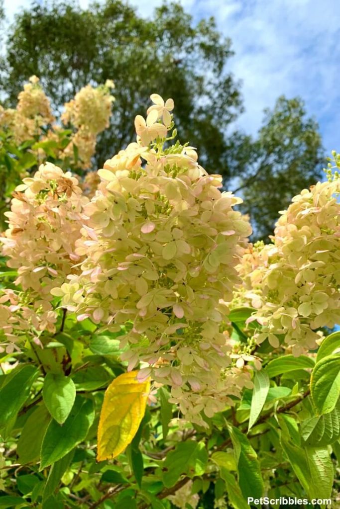 Limelight Hydrangea Tree Care and Pruning - Garden Sanity by Pet Scribbles