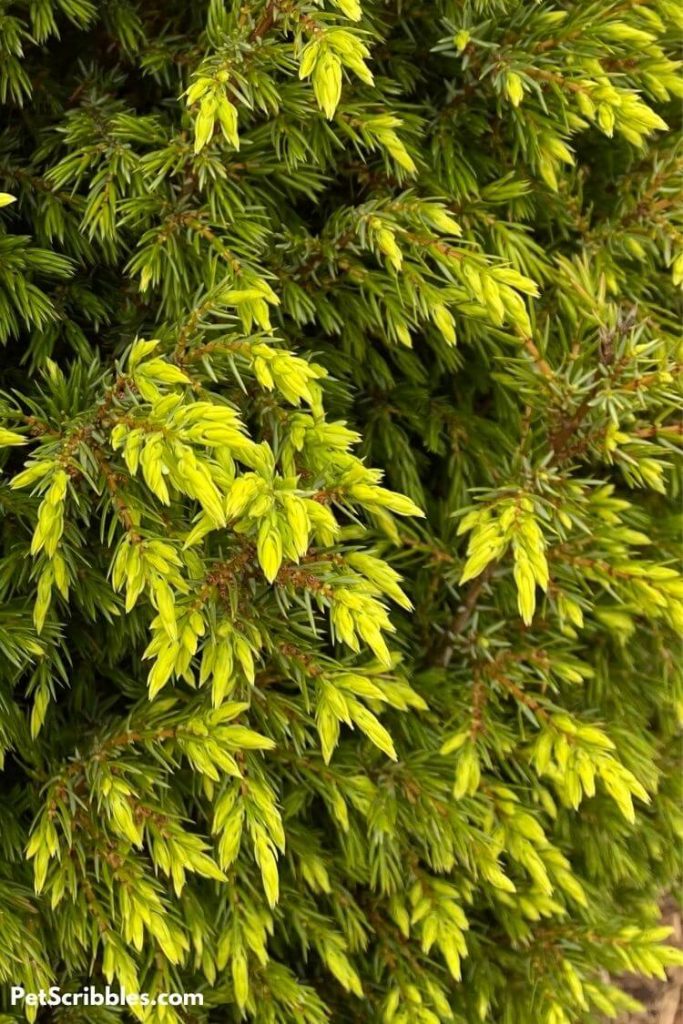 Fall Garden Tour featuring color and texture! - Garden Sanity by Pet ...