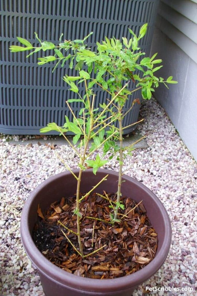 Propagating Dappled Willow From Cuttings - Garden Sanity by Pet Scribbles